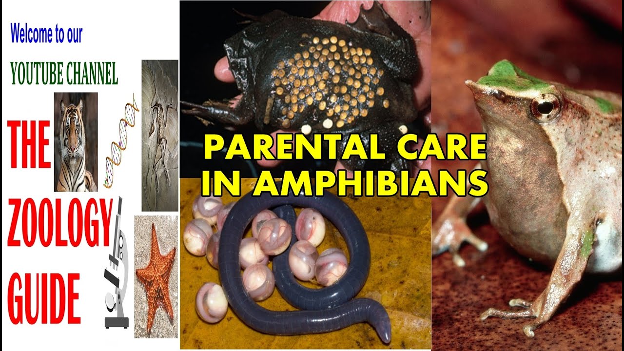 Zoology Notes: Parental Care in Amphibians - YouTube