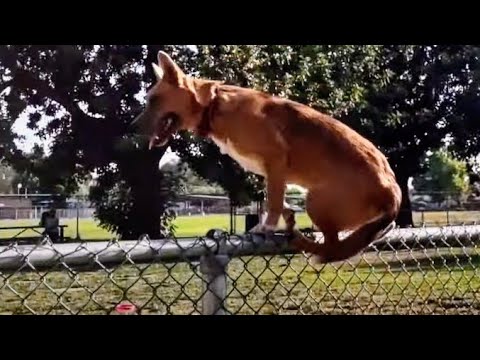 Fox Like Dog Jumps Fence At Dog Park - YouTube