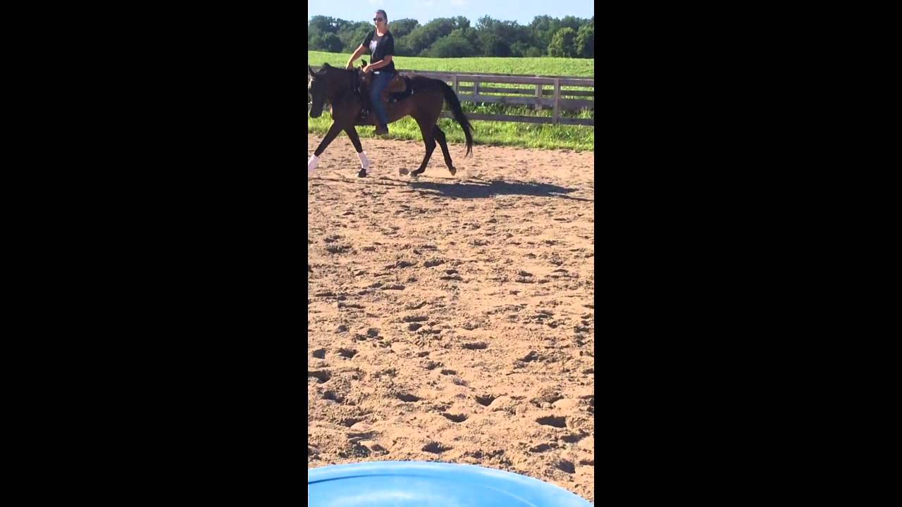 SOLD! Solar Eclipse versatile horse for sale! - YouTube
