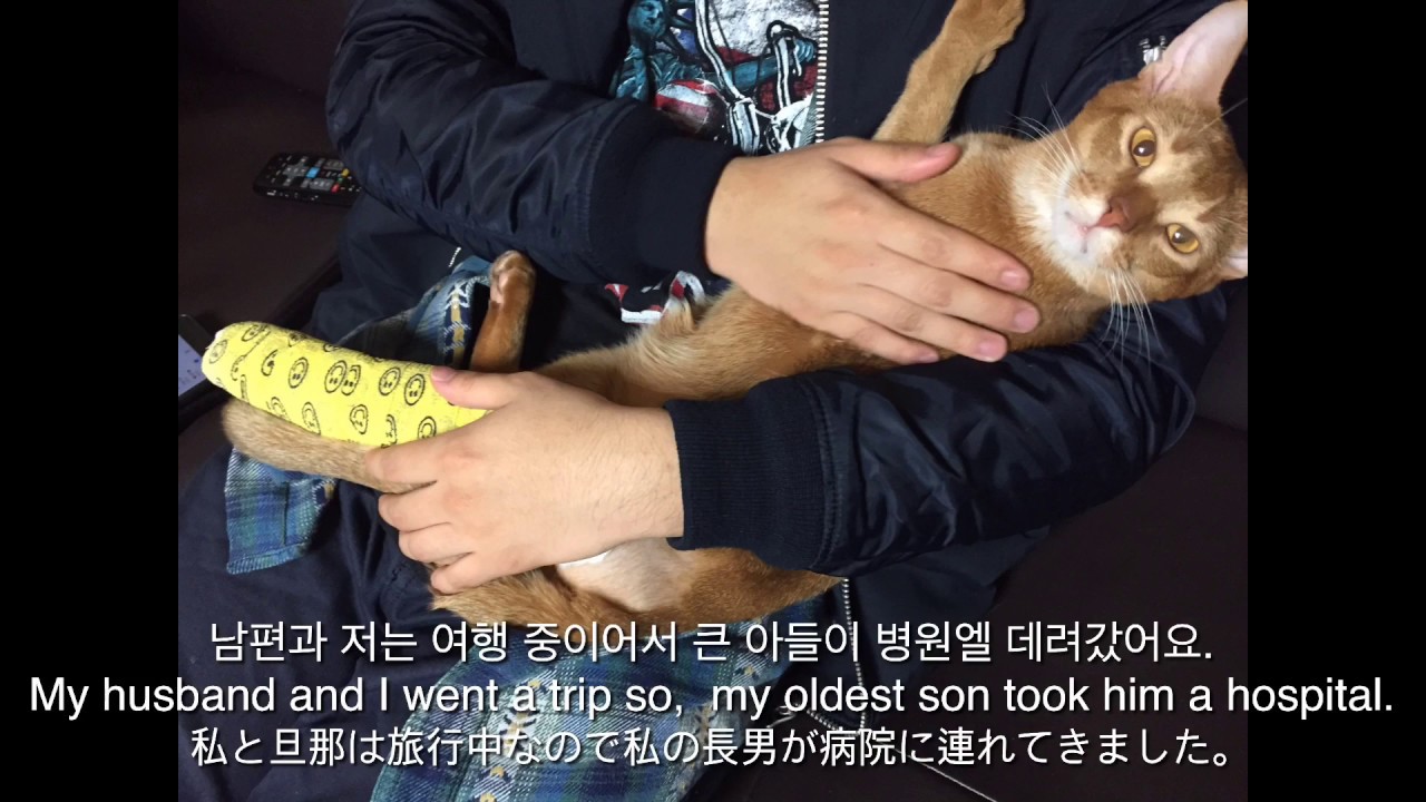 우리집 치즈를 소개합니다 My lovely cat 私の猫を紹介します- 4개국어 현정 Polyglot Hyunjung - YouTube