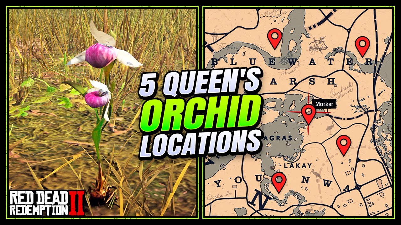 RDR2: Queen's Orchid Locations - FAST & EASY Guide (Duchesses & Other ...