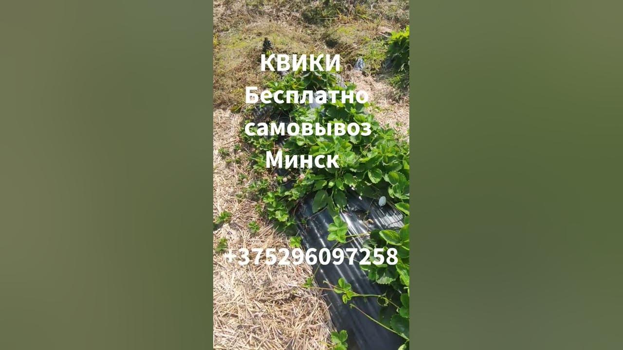 Сорт КВИКИ бесплатно - YouTube