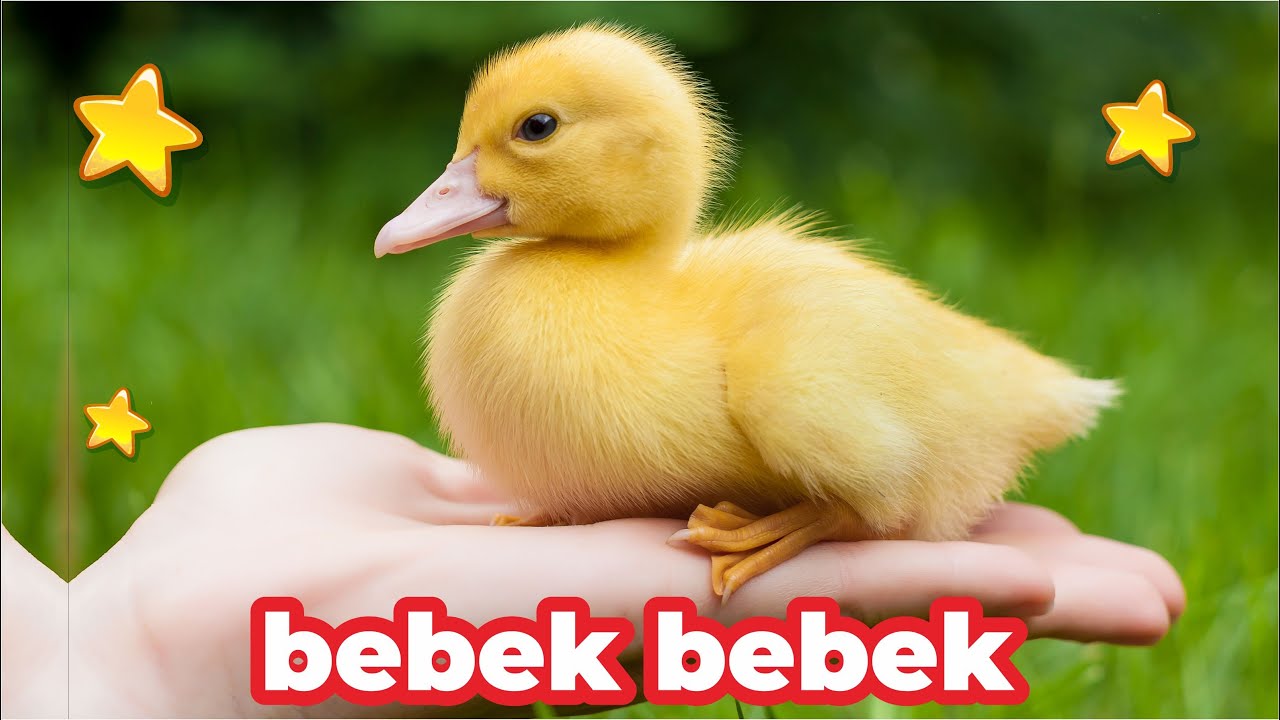 BEBEK BERENANG PELANGI , LAGU POTONG BEBEK ANGSA BAHASA INDONESIA ...