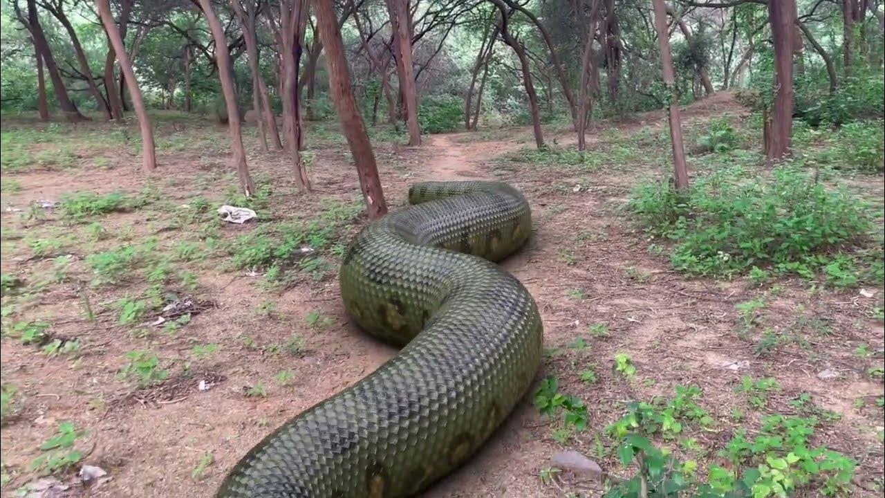 Biggest Snake Ever Found in Real Life Part-2 HD Video |TB FILMS - YouTube