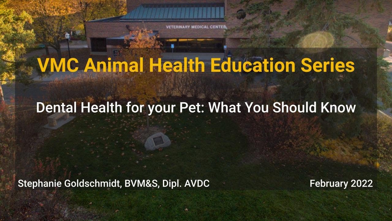 Dental Health for your Pet: What You Should Know by Dr. Stephanie ...
