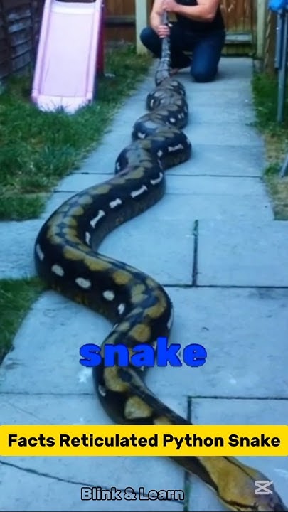 MIGHTY Reticulated Pythons EXPOSED #ytshorts #shorts #reticulatedpythons #facts - YouTube