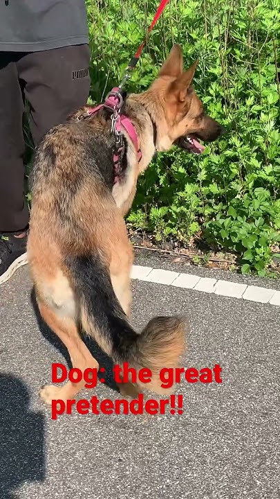 This Handsome Dog pretending not 2C me!! #shade - YouTube