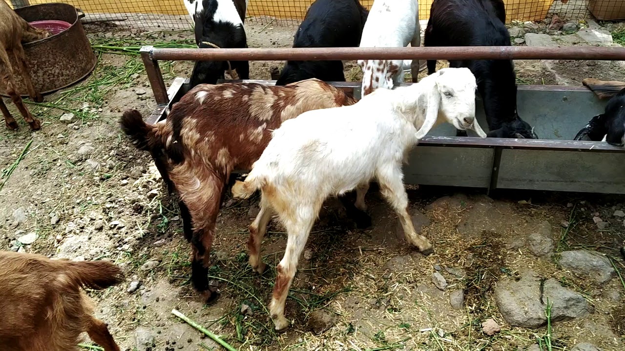 Mix breed goats at stall feeding in pratapgarh - YouTube