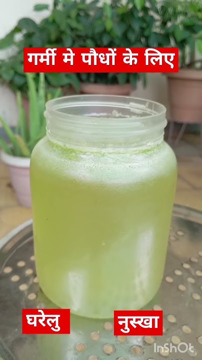 गर्मी मे पौधों को दे Organic Fertilizer#Garmi se apne paudhon ko kaise bachaye#aloe vera ...