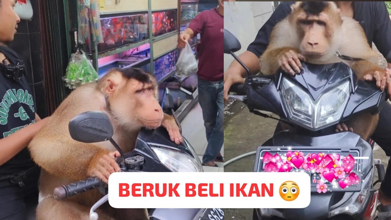 BERUK BESAR IKUT BELI IKAN ‼️AUTO JADI PUSAT PERHATIAN DI JALA - YouTube