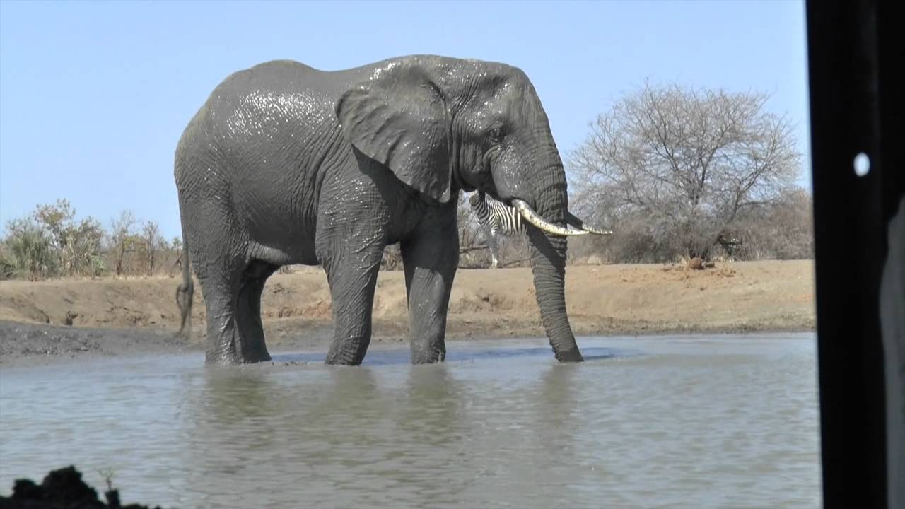Bull Elephant Drink and Big Splash Zimbabwe Singita - YouTube