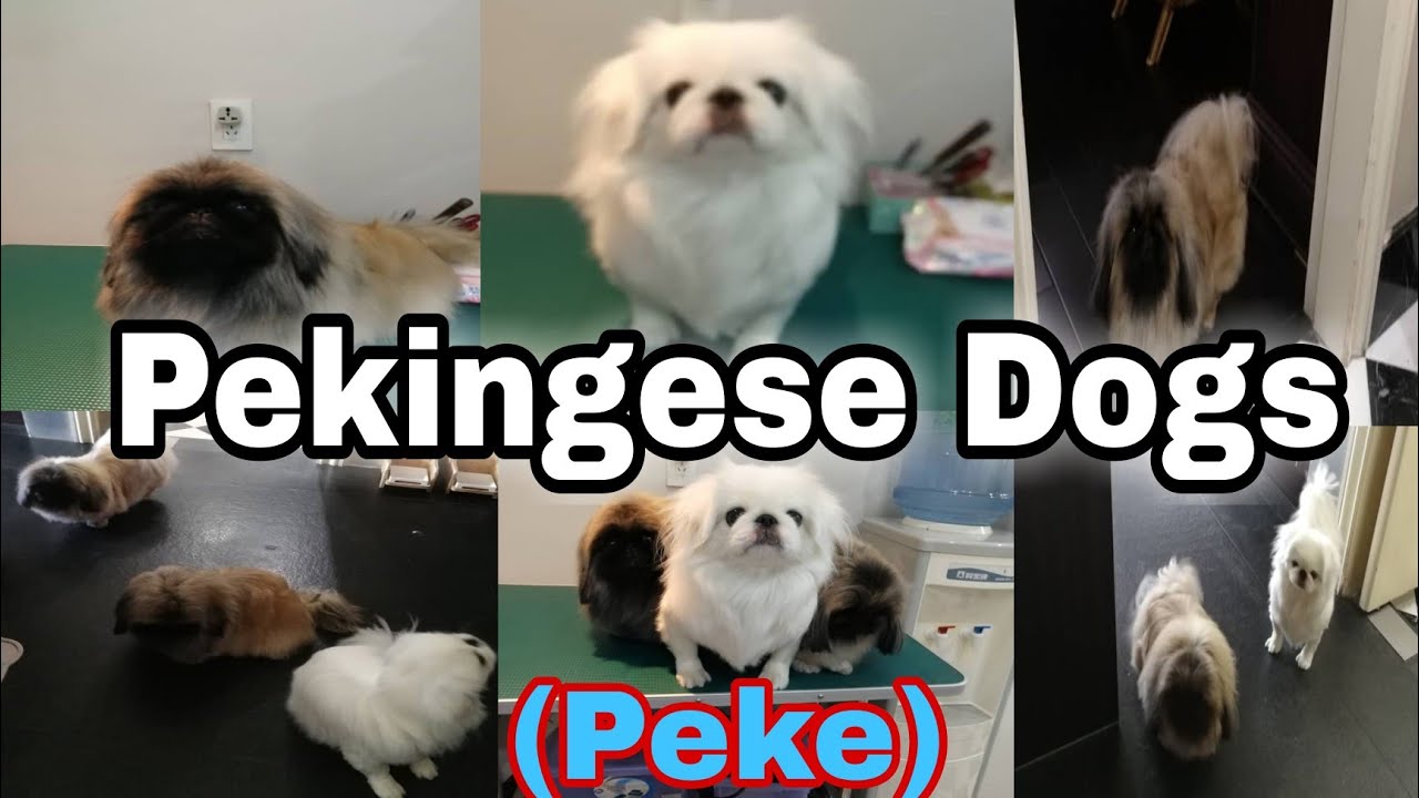 Pekingese Dogs | Peke Dogs - YouTube
