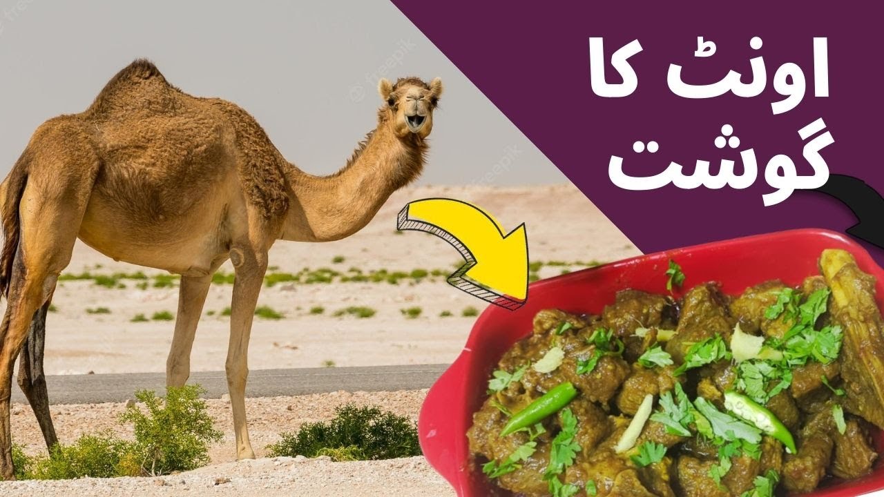 How to cook Camel Meat - Camel meat Curry Recipe - Camel Meat banane ka ...