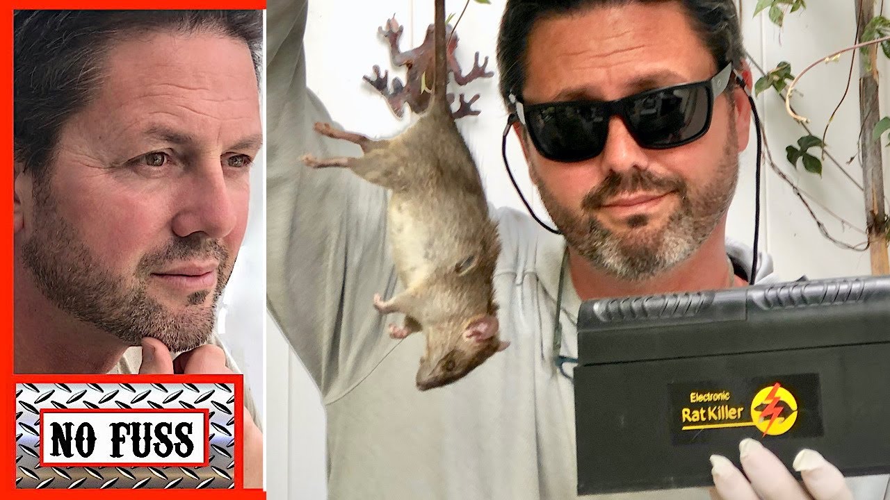 Best Electric Rat Killer | No Fuss - YouTube