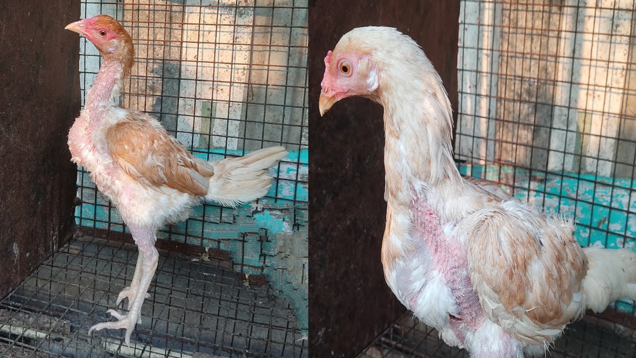 Light Golden Murgi Anda Dene Wali Hai Hen About To Lay Eggs - YouTube