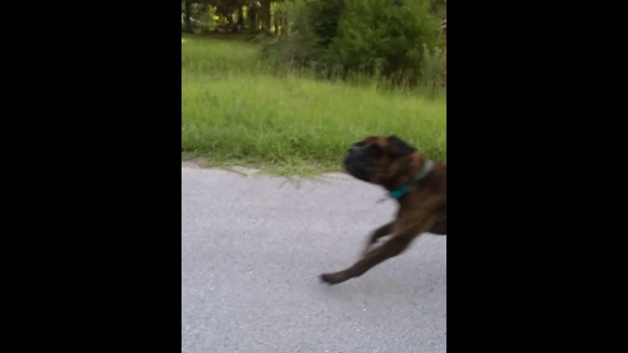 Crazy Dog Eats Man Alive - YouTube