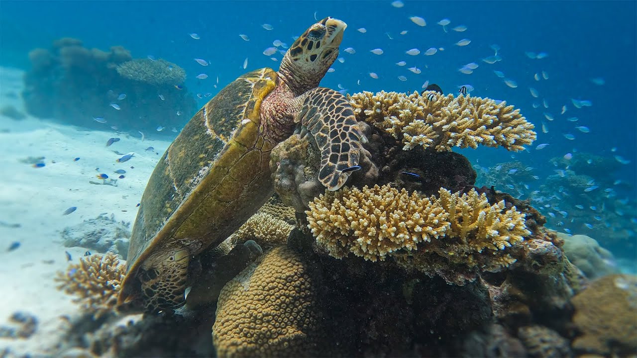 MALDIVAS - BUCEO, ACTIVIDADES, RELAX Y MUCHO MÁS... - YouTube