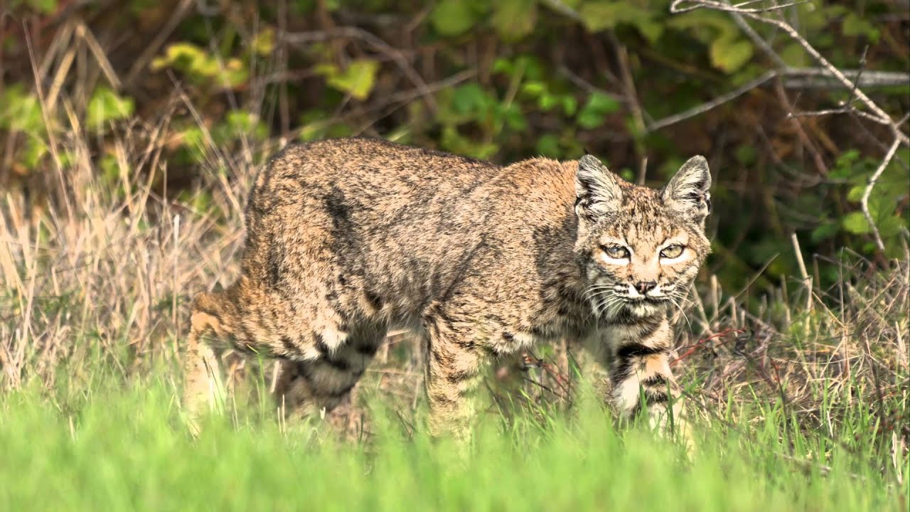 Wild Bobcat in Santa Cruz - YouTube