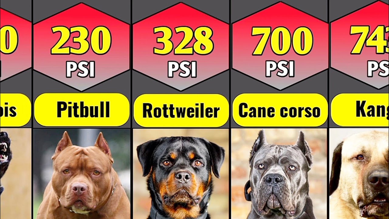 Dogs Breeds and their Bite Force(PSI)🐶(2024)Which breed is strongest?🤔 ...