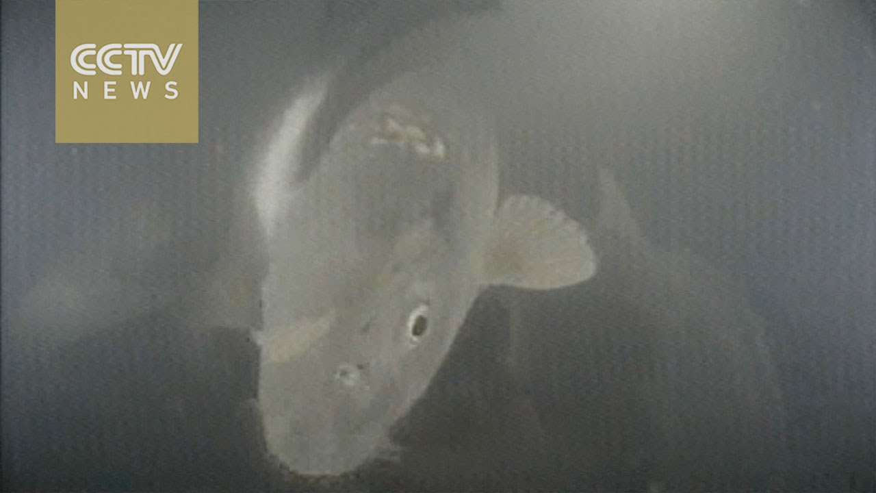 Northern China’s ancient ice-fishing tradition - YouTube