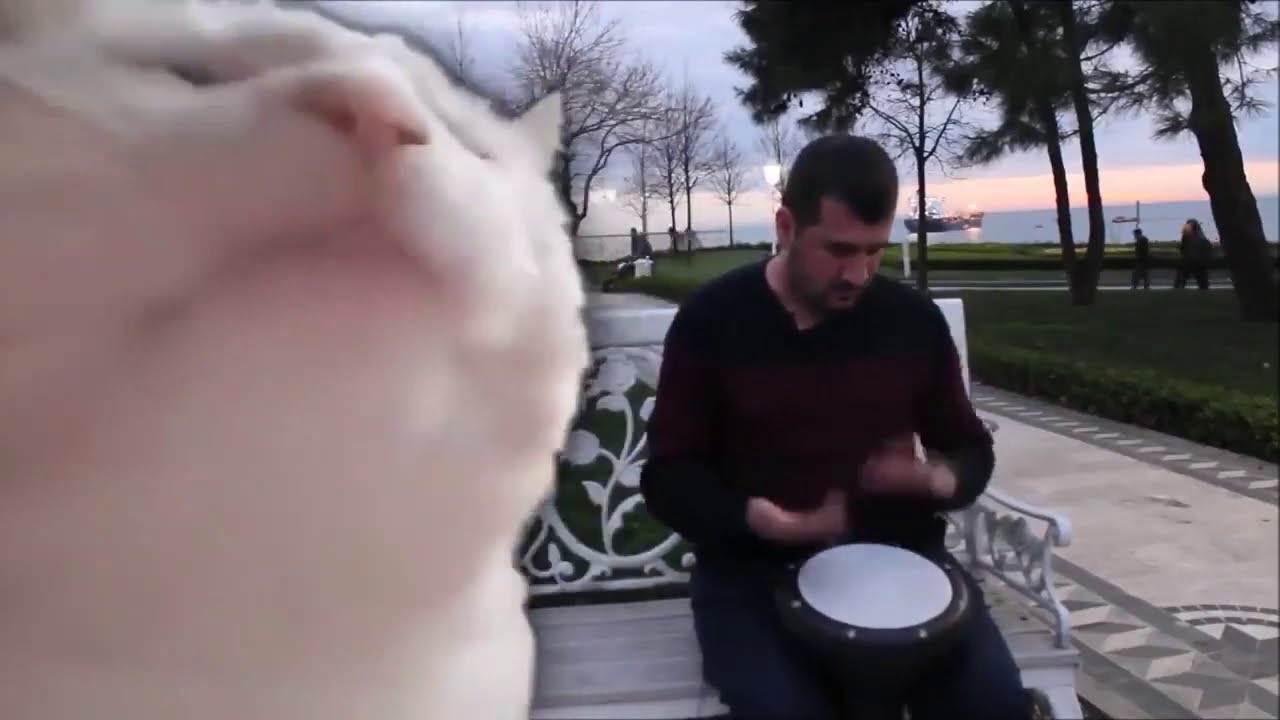 Cat Vibing To Ievan Polkka - Cat Vibing To Music | Cat Vibing Meme ...