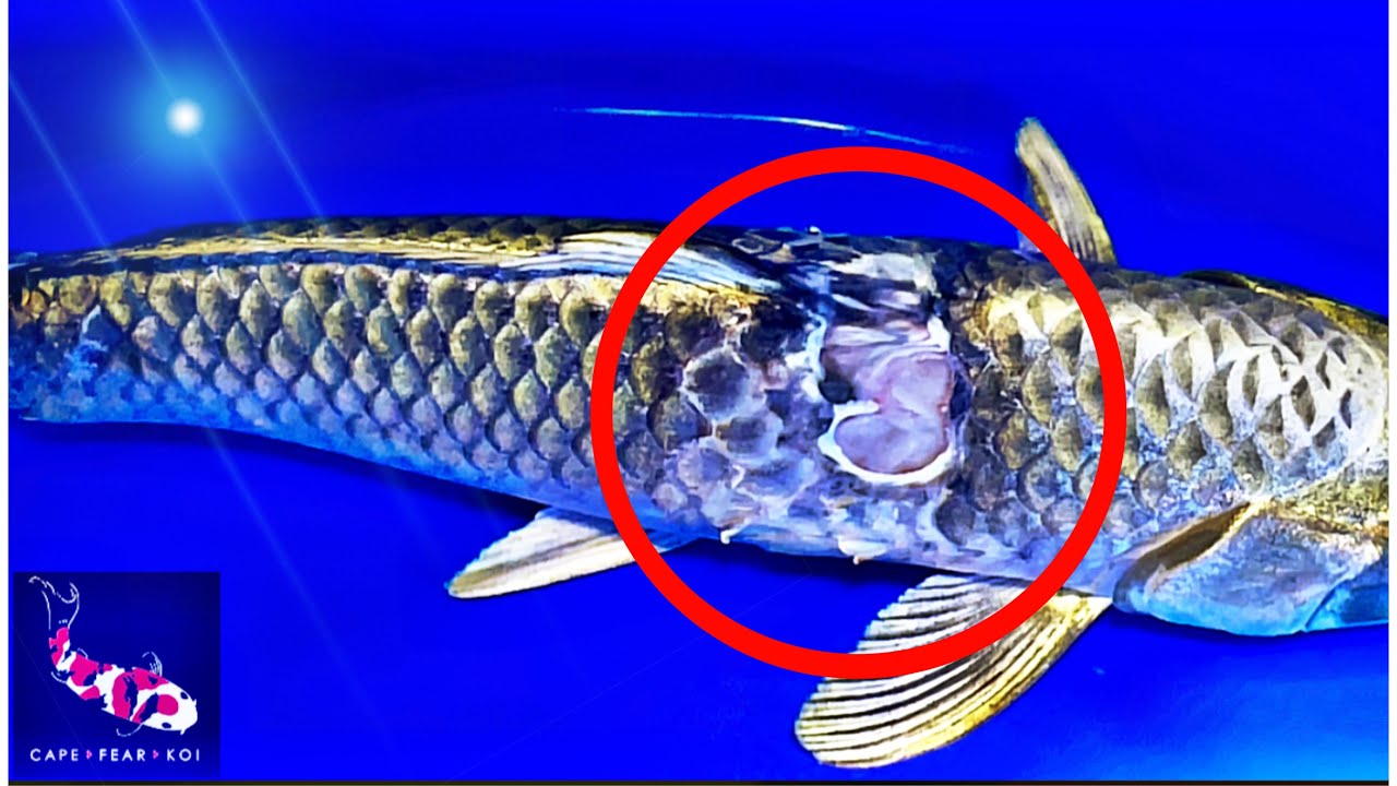 **GRAPHIC** | Koi is Sick | Giving Baytril Shots 💉 | Ulcer Treatment ...