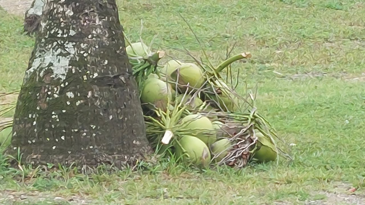 BUKO HARVEST - YouTube