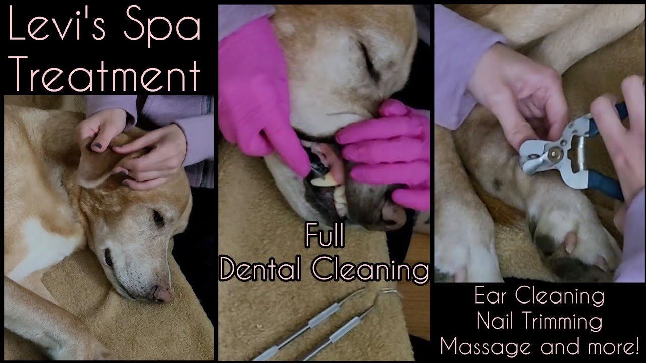 ASMR | Dog Dental Cleaning, Ear Cleaning, Spa Treatment & More! | Dog ...
