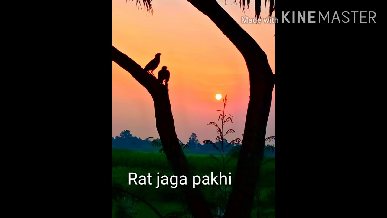 New song 2019 Rat jaga pakhi - YouTube