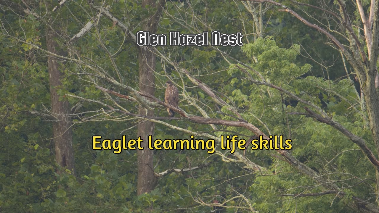 Glen Hazel Nest - Eaglet learning life skills. - YouTube