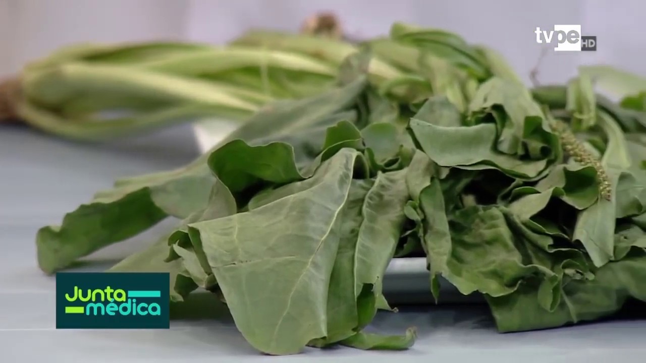 Uso del llantén (Junta Médica) TVPerú - YouTube