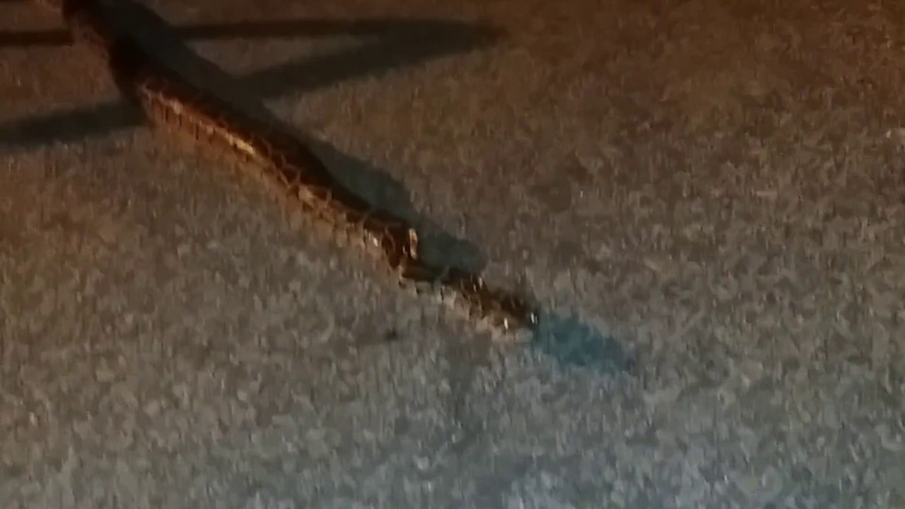 Python in hong kong ,kamtin,N.t - YouTube