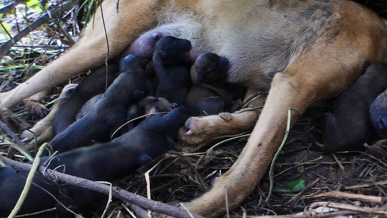 Will Bally's blood with the baby or not || # 2196 Nature Show - YouTube