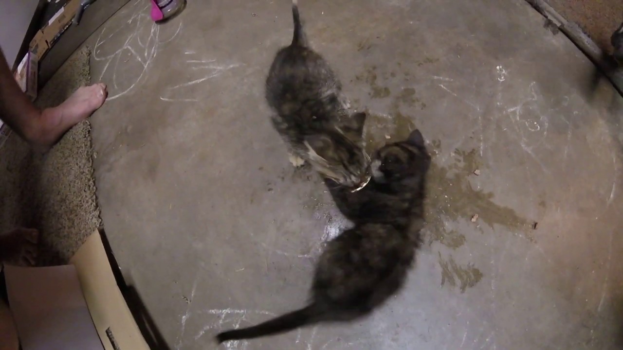 Cute Kittens Fighting Over Food - YouTube