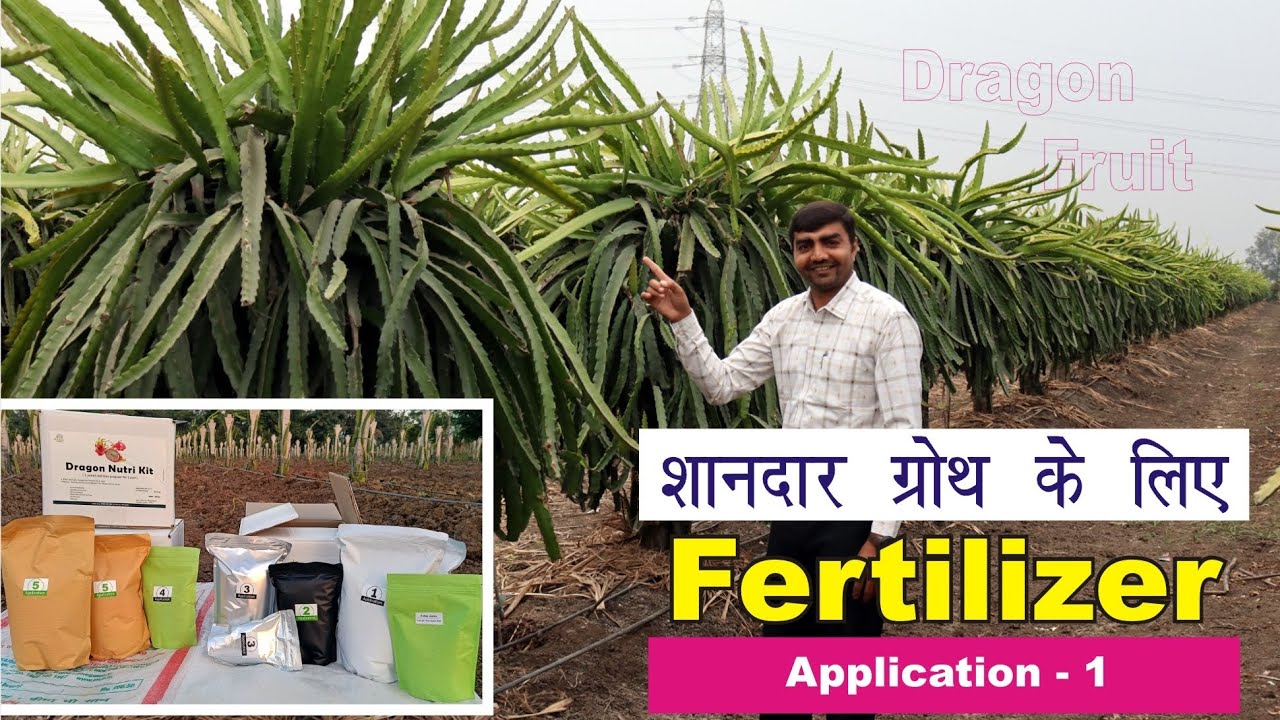 Dragon fruit Growth Fertilizer program 9106310963 - YouTube