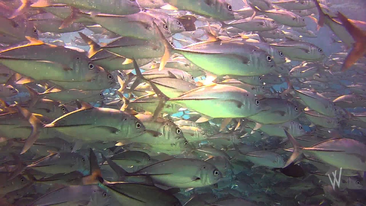 School of Bigeye Trevally, Underwater POV Shot - YouTube