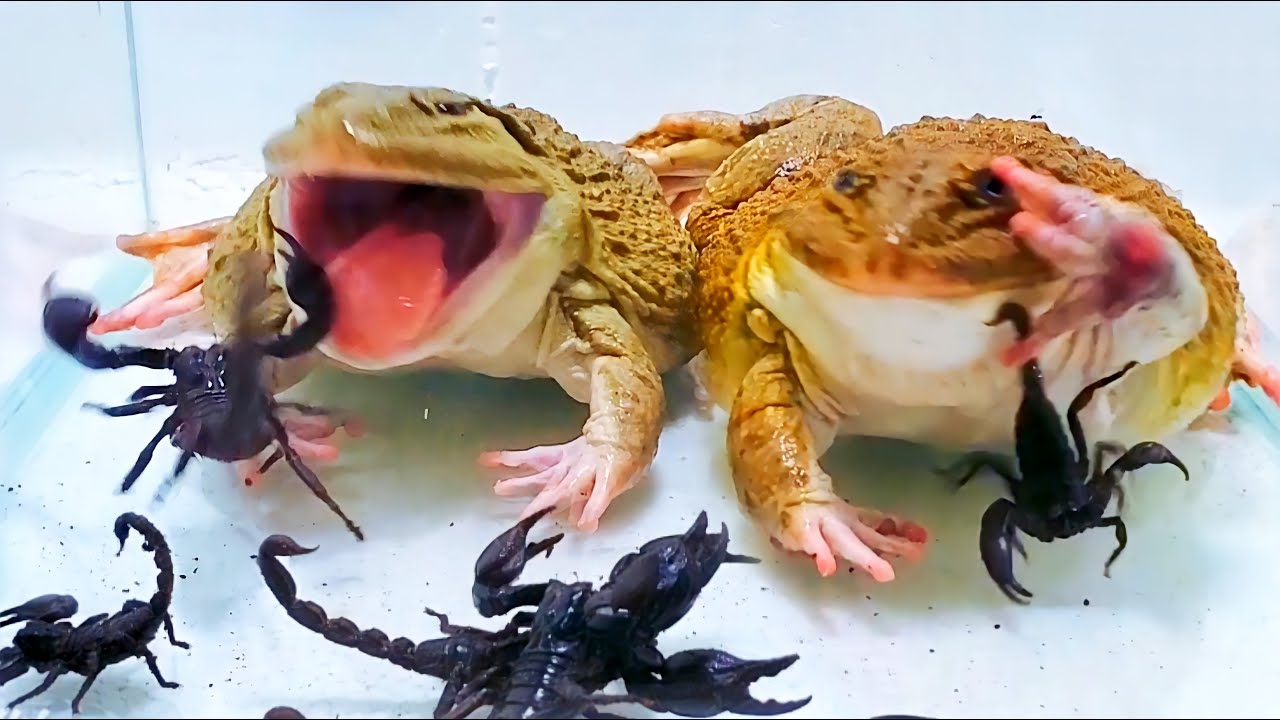 Giant Bullfrog Eats Big Scorpion ! Asian Bullfrog Live Feeling - YouTube