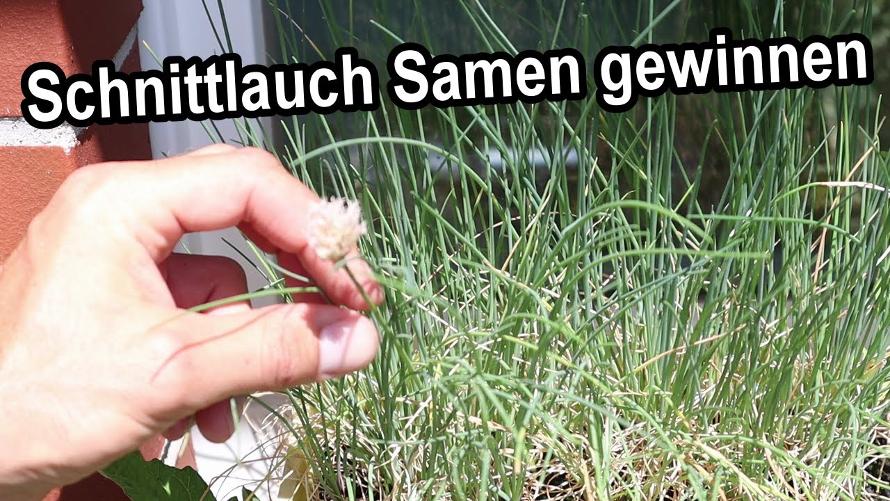 Schnittlauch Samen Ernten