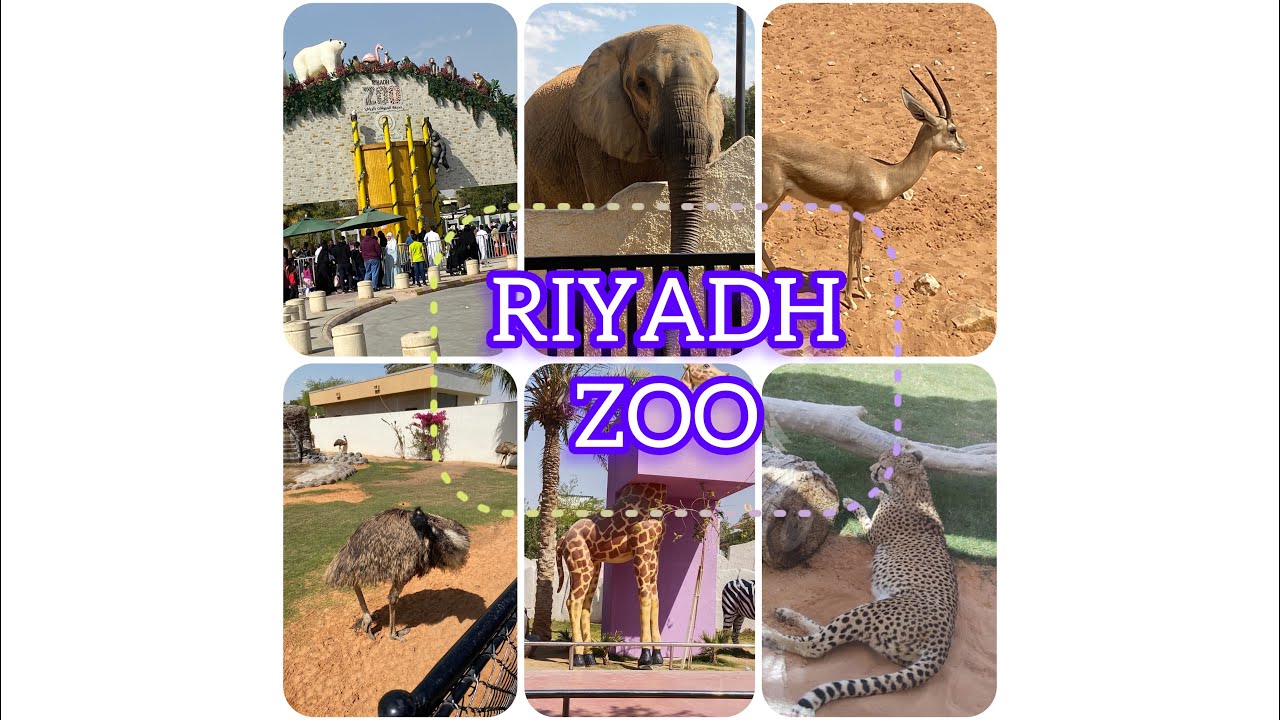 Riyadh Zoo || Saudi Arabia || Animals In Zoo - YouTube