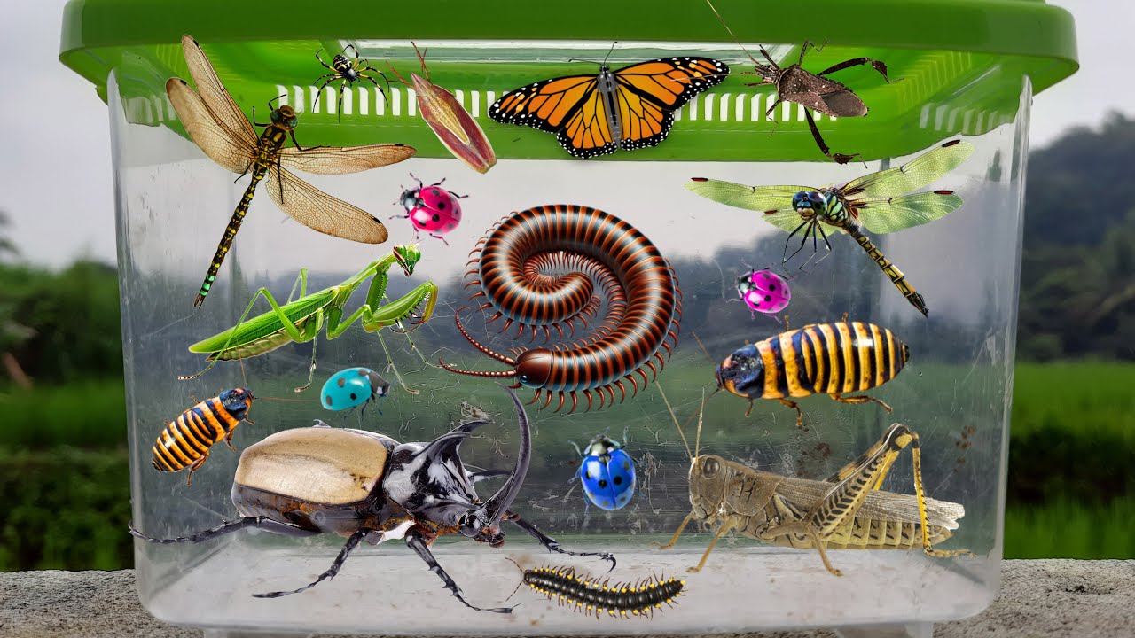 I searched for insects in the garden, I got Horn Beetle, Grasshopper ...