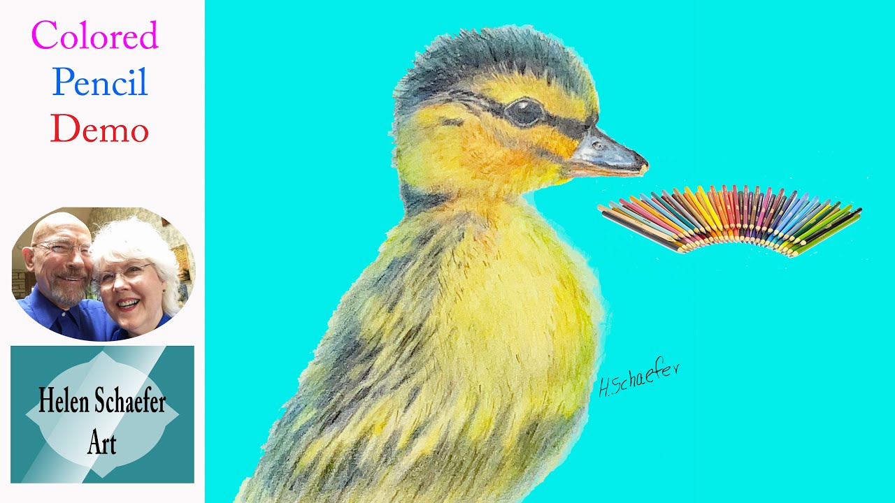 Colored Pencil Drawing Demo of Mallard Duckling using Crayola Colored ...