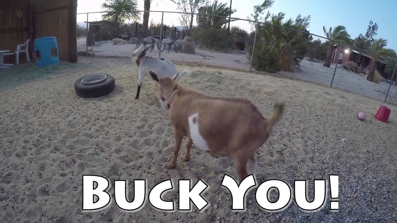 Buck You!! - YouTube