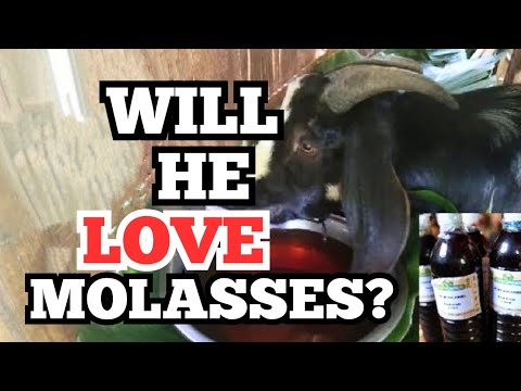 GOATS On Their FIRST TASTE Of Molasses! - YouTube
