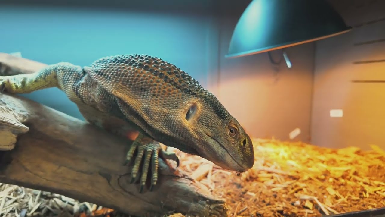 Welcome To My Basement Zoo! (Lizard King) - YouTube