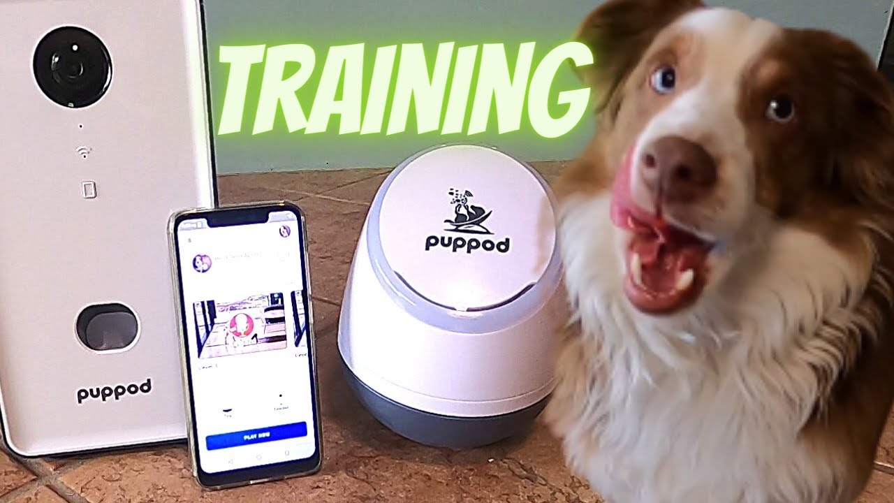 Introduce Your Dog to the PupPod Game - YouTube