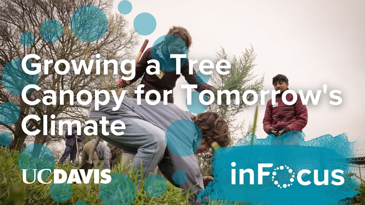 How UC Davis is Growing a Tree Canopy for Tomorrow's Climate - YouTube