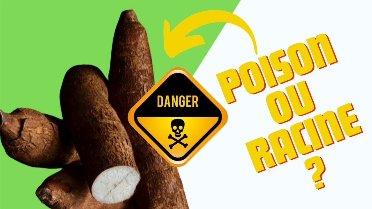 Voici comment le manioc peut vous tuer à petit feu - YouTube