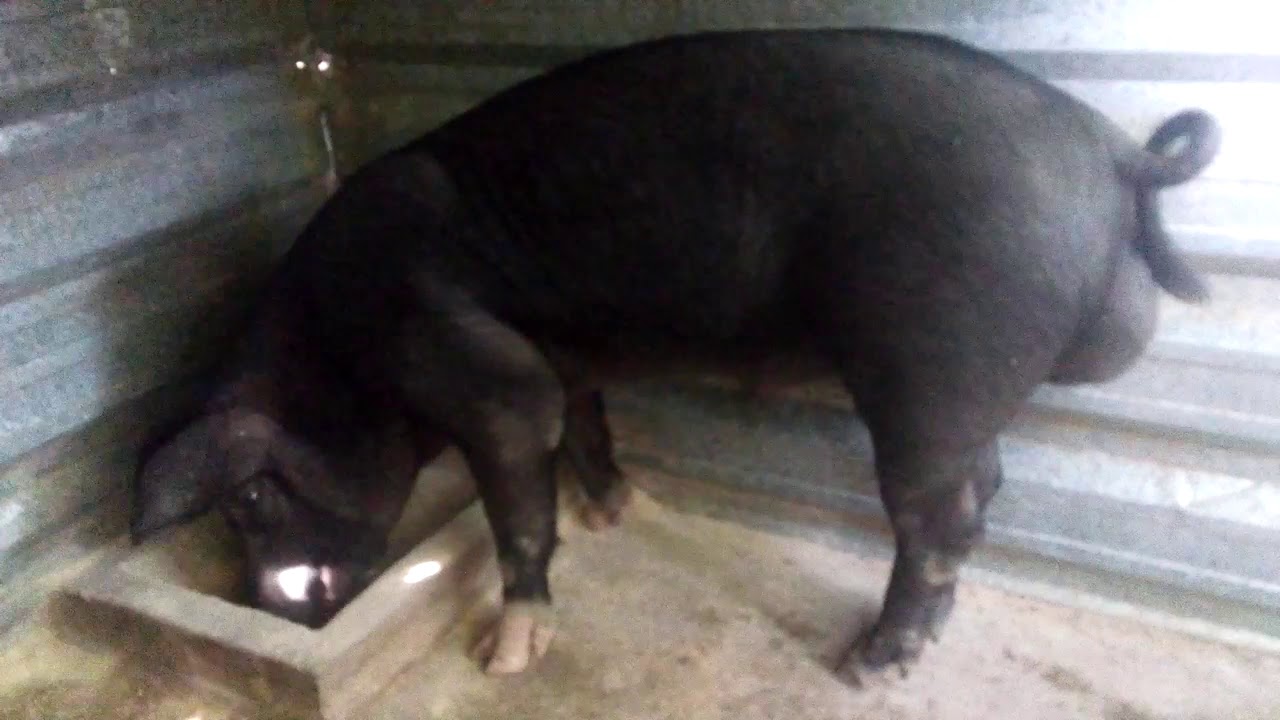 reprodutor Duroc x Hampshire com 5 meses. - YouTube
