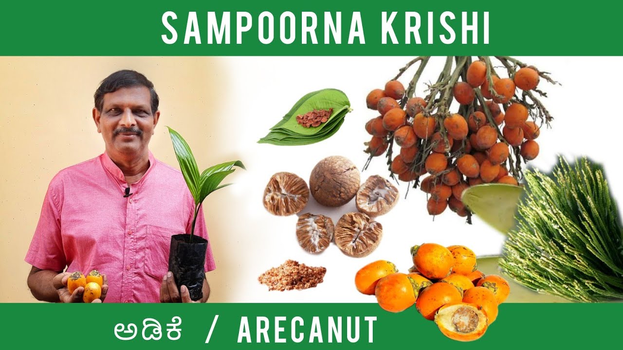 ಅಡಿಕೆ ಕೃಷಿಯಿಂದ ಅಧಿಕ ಲಾಭ - Adike / Areca Nut Plantation with Higher ...