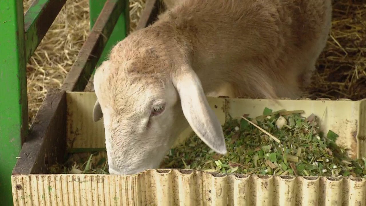 Alimentación de ovinos y caprinos | La Finca de Hoy - YouTube